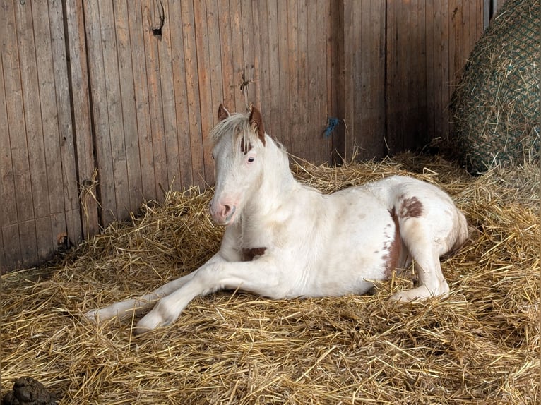 Gypsy Horse Mare 1 year 14,1 hh in Heins