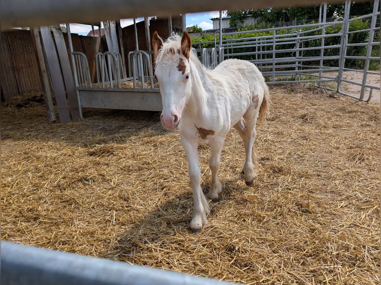 Gypsy Horse Mare 1 year 14,1 hh in Heins