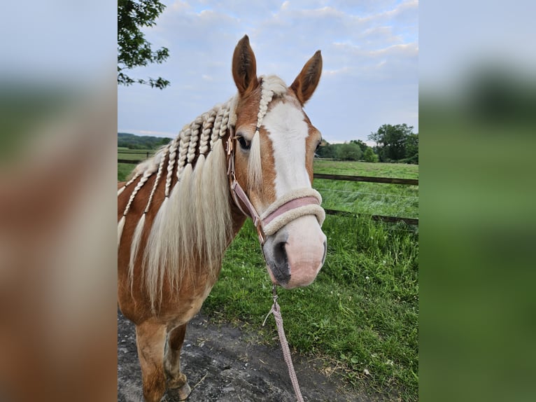 Haflinger Mare 15 years 14,1 hh Chestnut-Red in Bergkamen