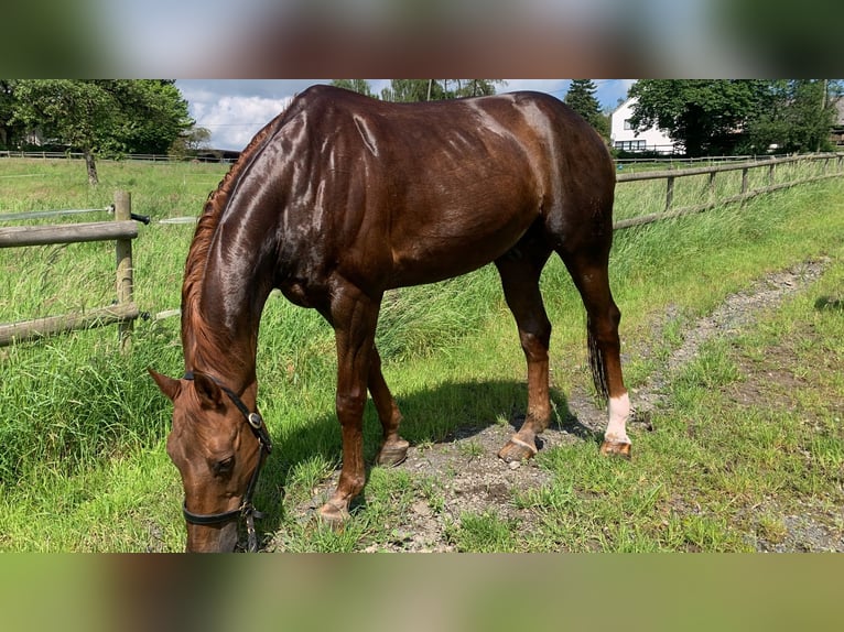 Hannoveraner Hengst 21 Jahre 160 cm Dunkelfuchs in Müschenbach