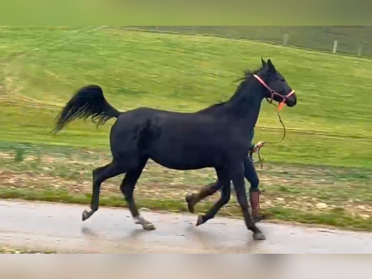 Hannoveraner Stute 4 Jahre 172 cm Rappe in Albstadt