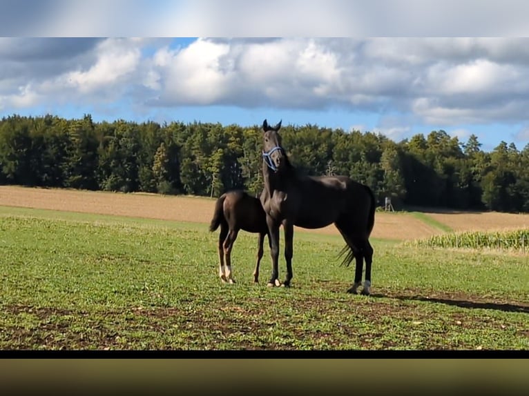 Hannoveraner Stute 4 Jahre 172 cm Rappe in Albstadt