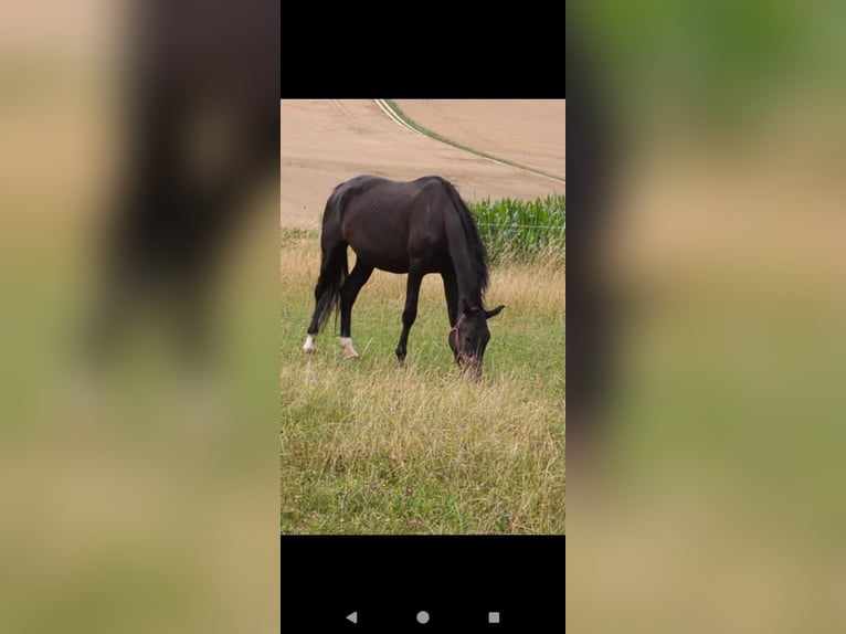 Hannoveraner Stute 4 Jahre 172 cm Rappe in Albstadt