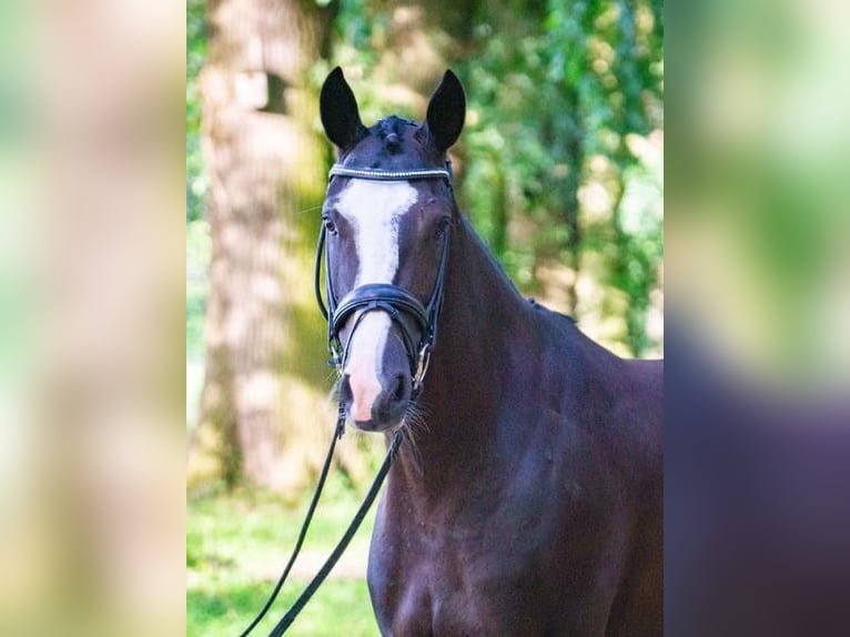 Hannoveraner Stute 6 Jahre 165 cm Rappe in Waldfeucht