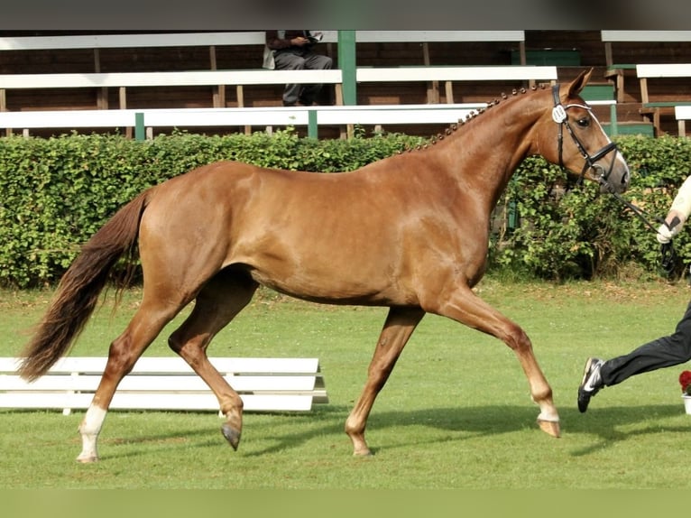 Hannoveraner Stute 9 Jahre 165 cm Fuchs in Reimershagen