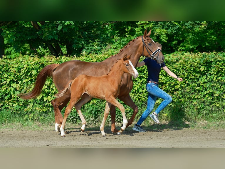 Hannoveraner Stute Fohlen (02/2024) Fuchs in Mšnchengladbach