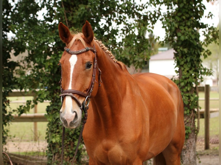 Hannoveraner Wallach 11 Jahre 175 cm Fuchs in München