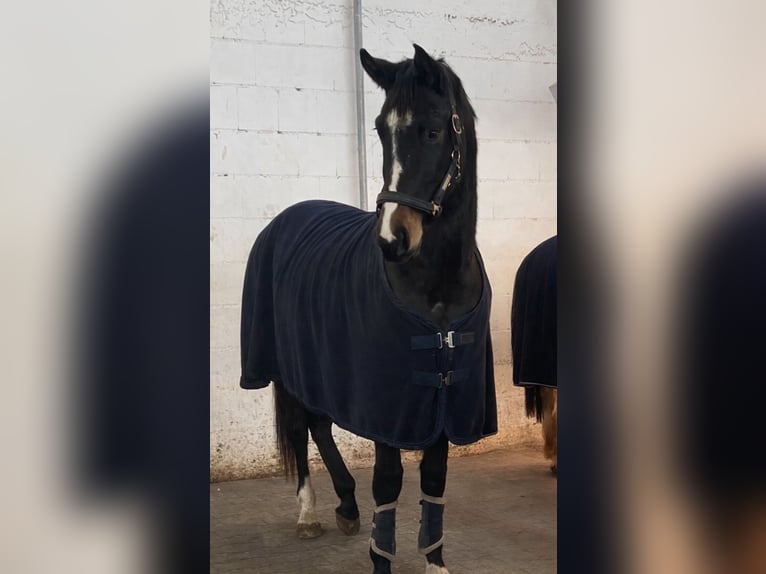Hannoveraner Wallach 4 Jahre 174 cm Dunkelbrauner in Köln