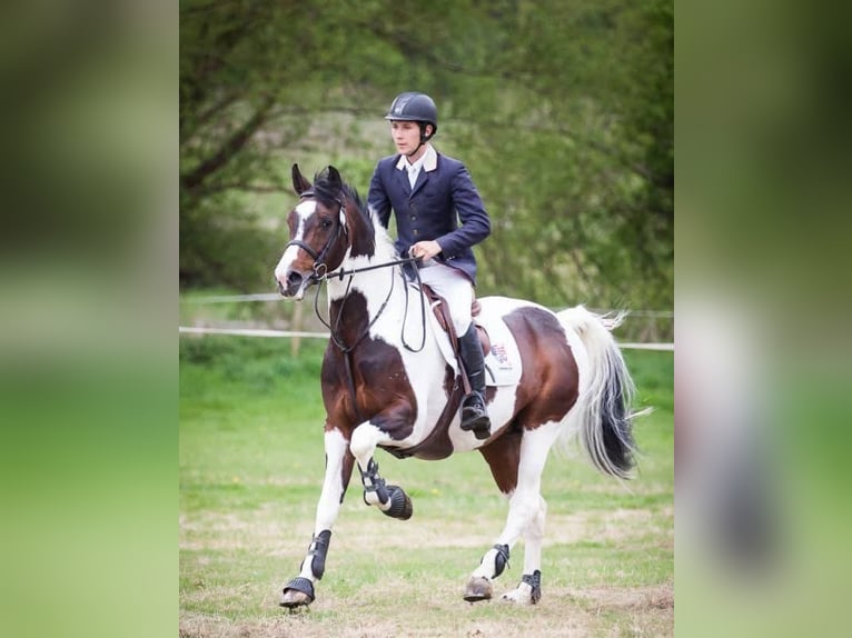 Hannoveraner Wallach 9 Jahre 170 cm Tobiano-alle-Farben in Madrid