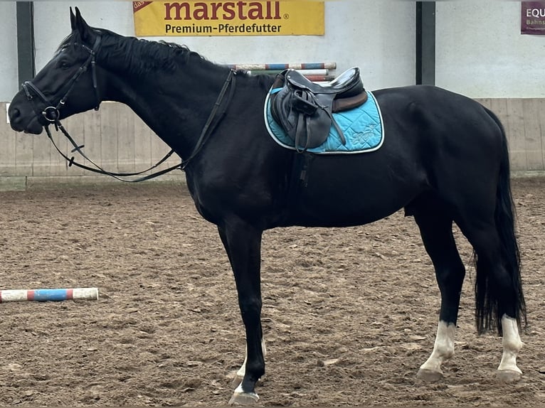 Hanoverian Gelding 8 years 18,1 hh Black in Würselen