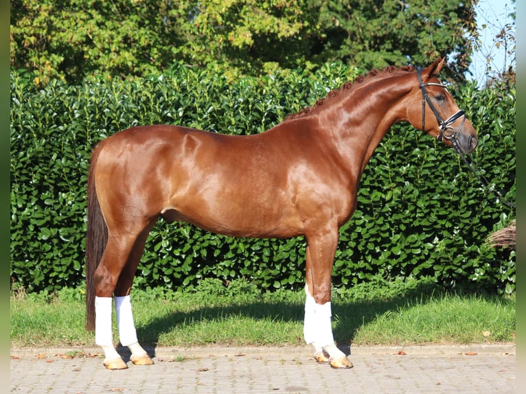 Hanoverian Stallion 5 years 16,2 hh Chestnut-Red in Selsingen