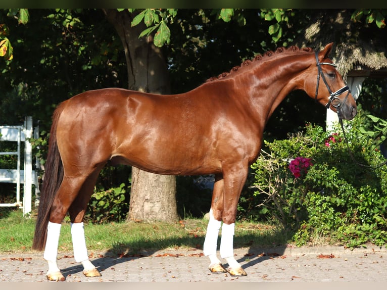 Hanoverian Stallion 5 years 16,2 hh Chestnut-Red in Selsingen