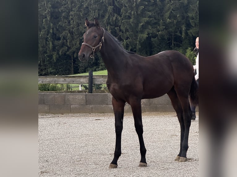 Holsteiner Hengst 1 Jahr 162 cm Dunkelbrauner in Seeham