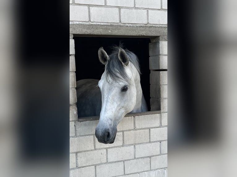 Holsteiner Stute 6 Jahre 168 cm Schimmel in Stadum