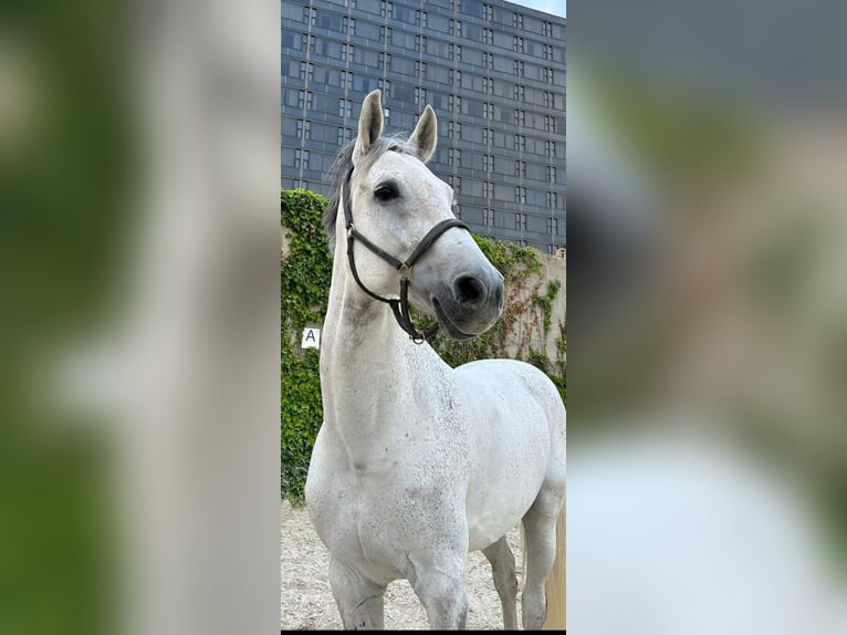 Holsteiner Wallach 16 Jahre 173 cm Schimmel in Pi De Sant Just, El (Olius)