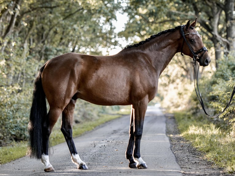 Holsteiner Wallach 5 Jahre 158 cm Brauner in Lindewitt
