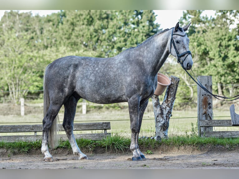 Holsteiner Wallach 5 Jahre 172 cm Schimmel in Lindewitt