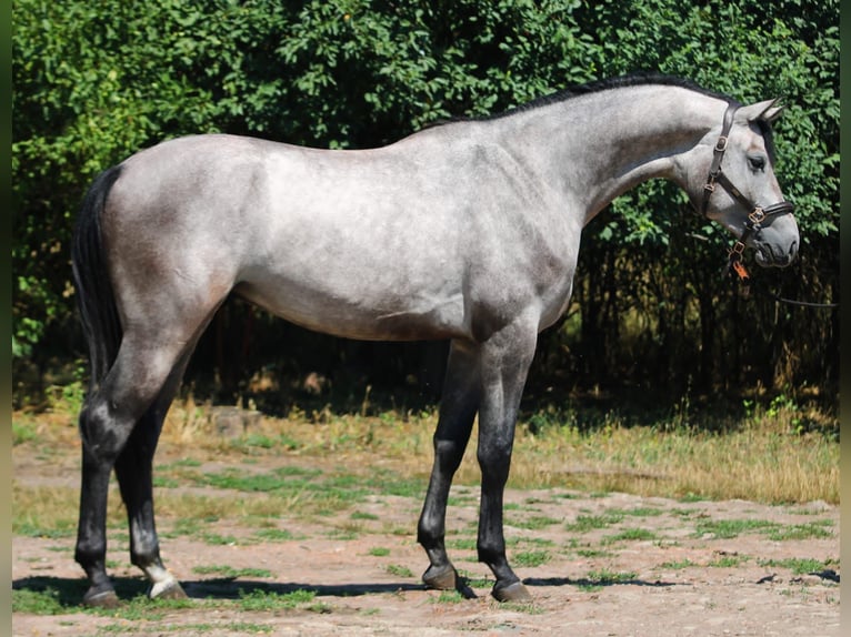 Hungarian Sport Horse Stallion 3 years 16,2 hh Gray in München