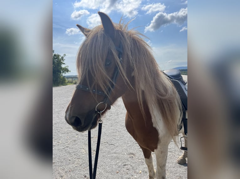 Icelandic Horse Gelding 6 years 13,2 hh Pinto in Heiligenkreuz