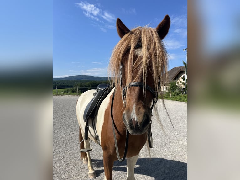 Icelandic Horse Gelding 6 years 13,2 hh Pinto in Heiligenkreuz