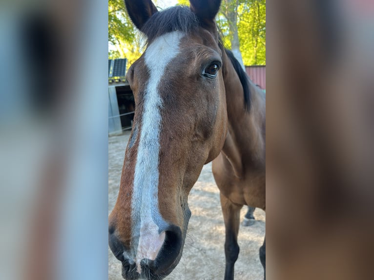 Koń holsztyński Wałach 22 lat 182 cm Gniada in Kiel
