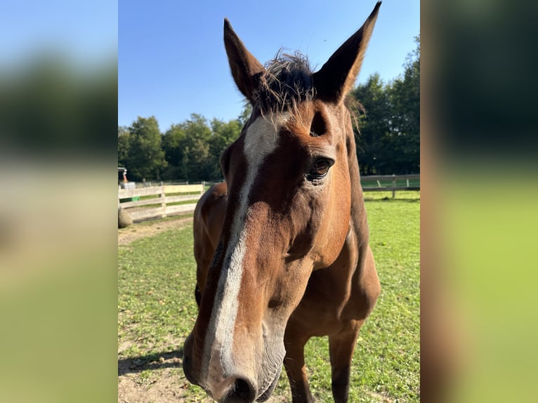 Koń holsztyński Wałach 22 lat 182 cm Gniada in Kiel