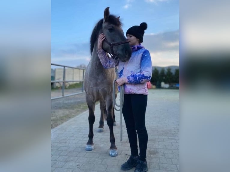 Konik Stute 3 Jahre 140 cm Falbe in Görlitz