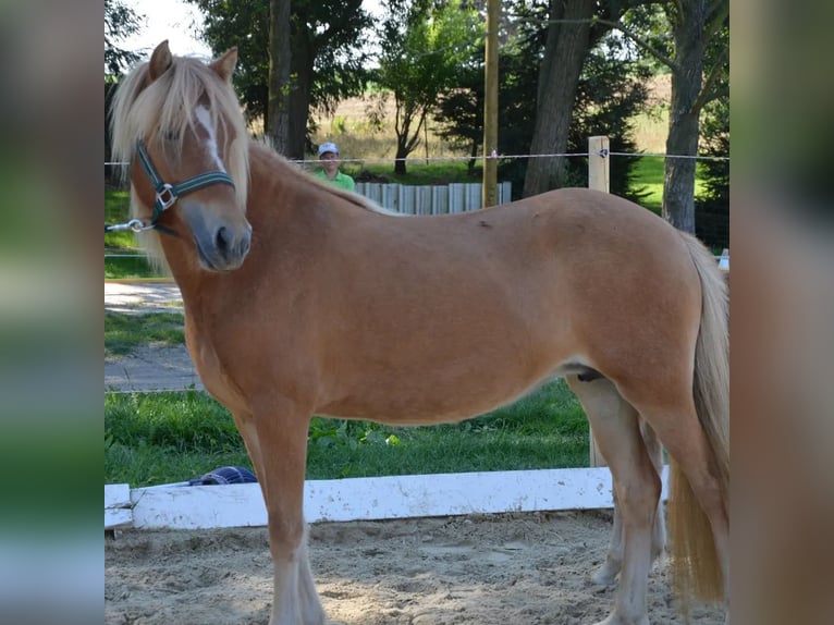 Kuc islandzki Klacz 7 lat 137 cm Kasztanowata in Schmölln OT Illsitz