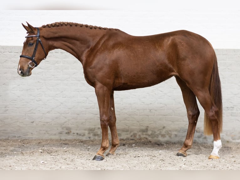 KWPN Jument 3 Ans 166 cm Alezan brûlé in Heerde