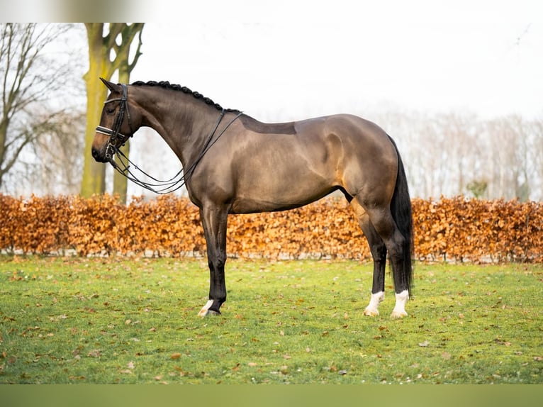 KWPN Mare 9 years 16,1 hh Bay-Dark in Weert