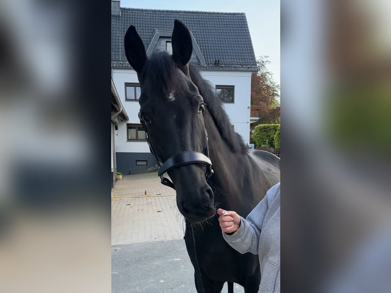 KWPN Mare 9 years 16,3 hh Black in Höchstadt an der Aisch