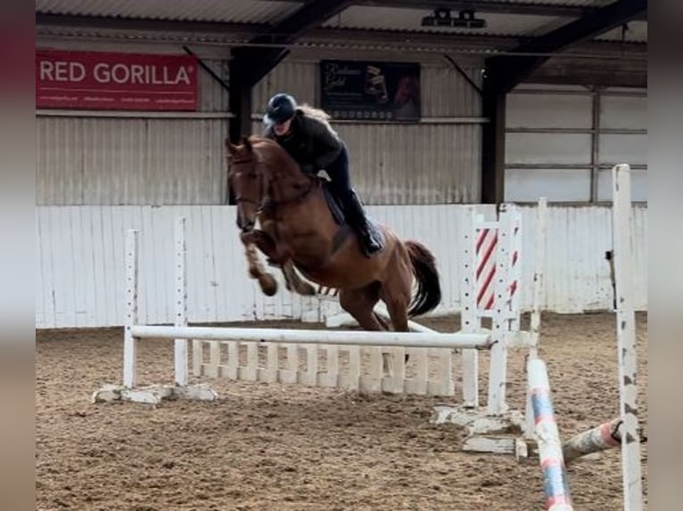 KWPN Wallach 4 Jahre 165 cm Dunkelfuchs in Canterbury