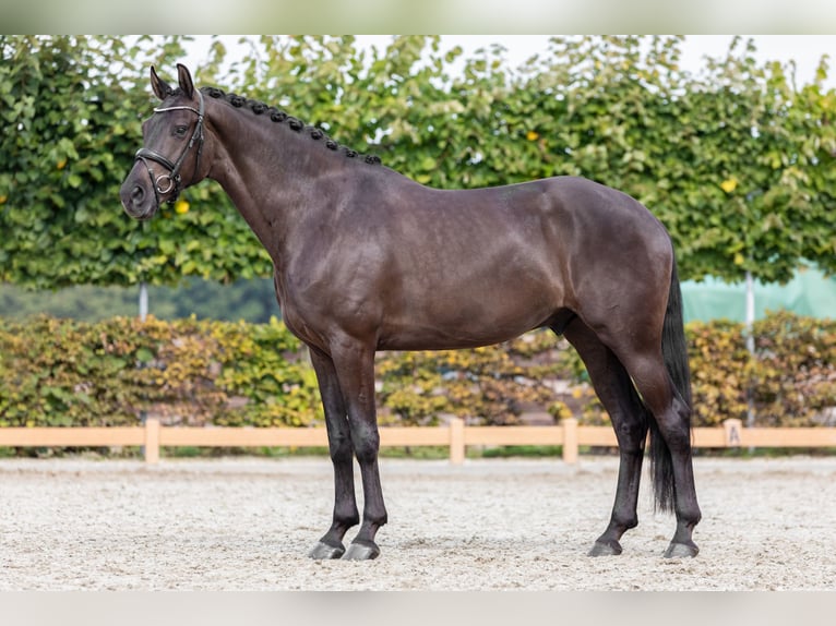 KWPN Wallach 6 Jahre 173 cm Rappe in Goch