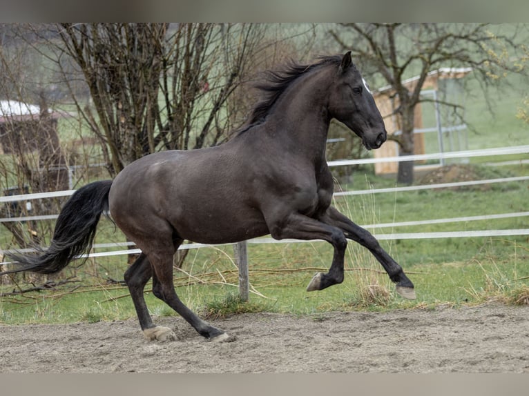 Lusitanos Wallach 10 Jahre 172 cm Rappe in Markt Rettenbach