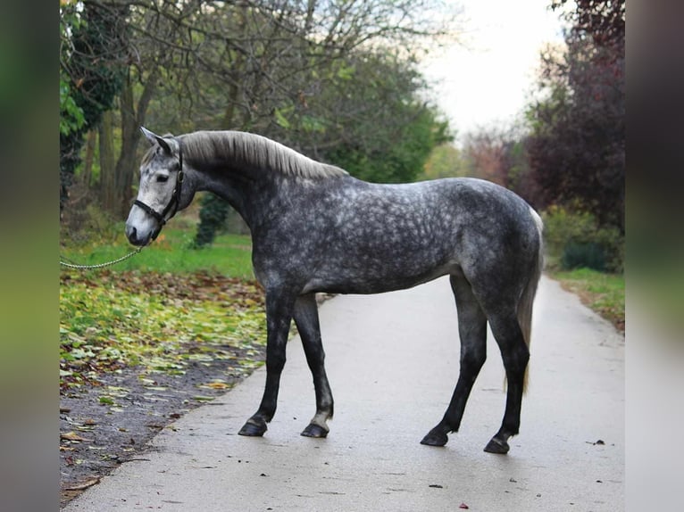 Meer ponys/kleine paarden Merrie 5 Jaar 146 cm Appelschimmel in Deggendorf