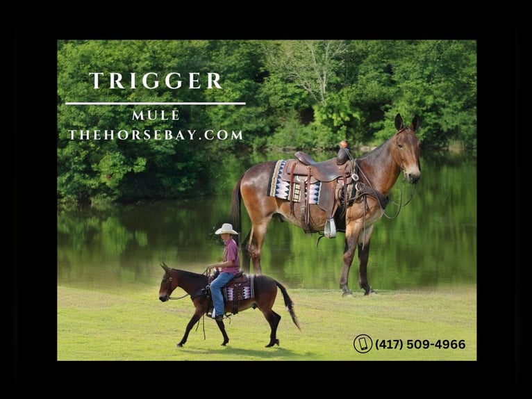 Mule Gelding 10 years 14,2 hh Bay in Tompkinsville, KY