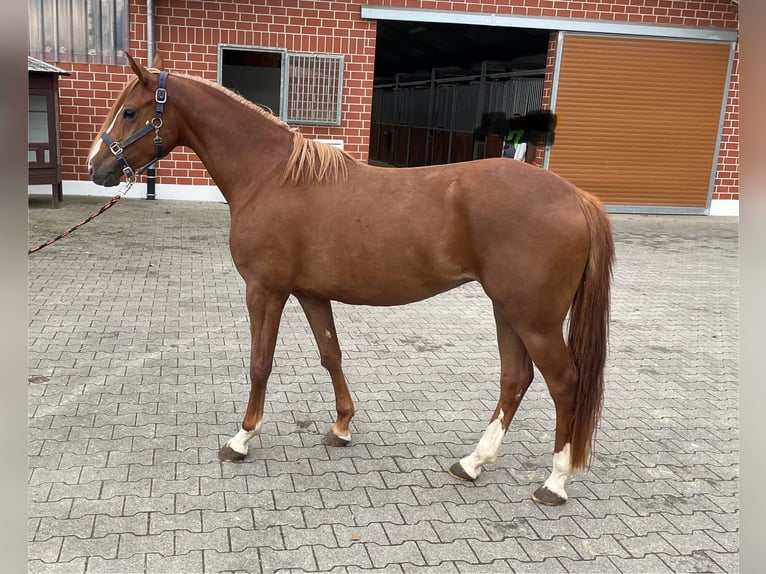 Niemiecki kuc wierzchowy Klacz 3 lat 145 cm Kasztanowata in Verl