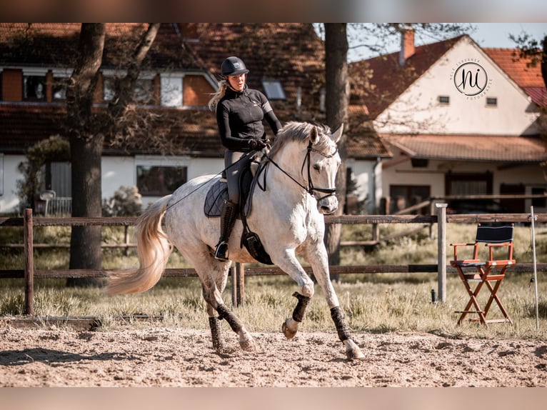 Oldenburg Gelding 10 years 17,2 hh Gray in Lilienthal