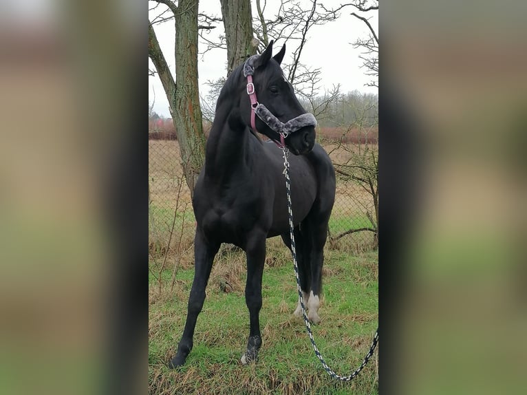 Oldenburg Gelding 3 years 16,1 hh Black in Havelsee