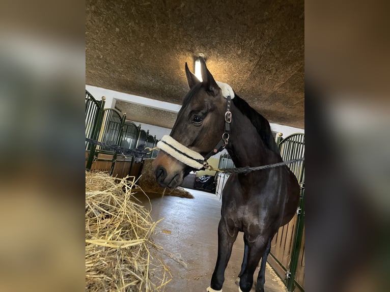 Oldenburg Mare 12 years 16,1 hh Bay-Dark in Seiffen/Erzgebirge