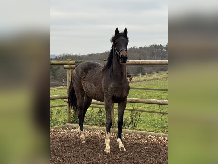 Oldenburg Mare 2 years 16,3 hh Smoky-Black in Idstein