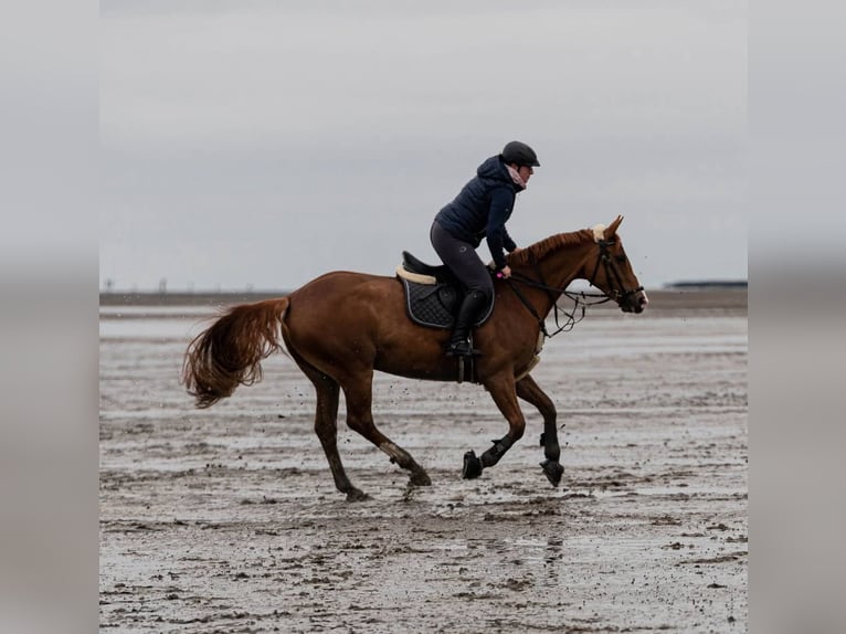 Oldenburger Springpferd Hengst 11 Jahre 158 cm Fuchs in Hilter am ...