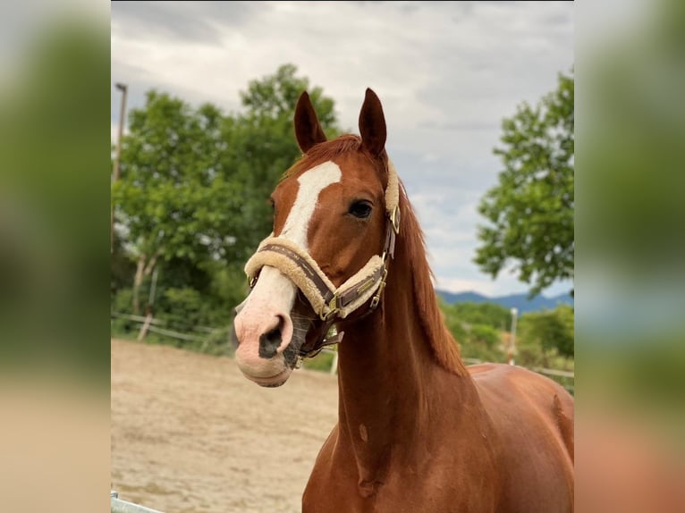 Oldenburger Springpferd Stute 17 Jahre 168 cm Fuchs in Staufen im Breisgau