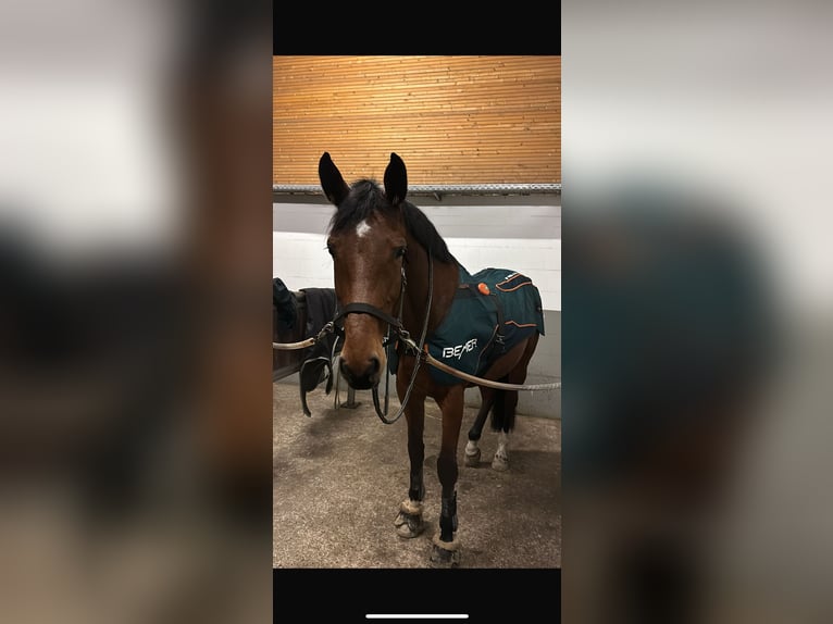 Oldenburger Springpferd Stute 7 Jahre 172 cm Brauner in Hellwege