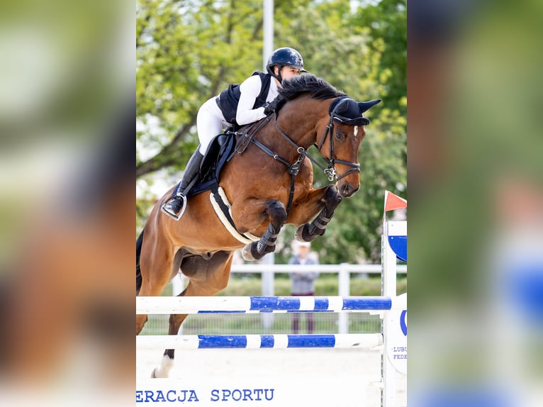 Oldenburger Springpferd Wallach 15 Jahre 173 cm Brauner in Weißenberg