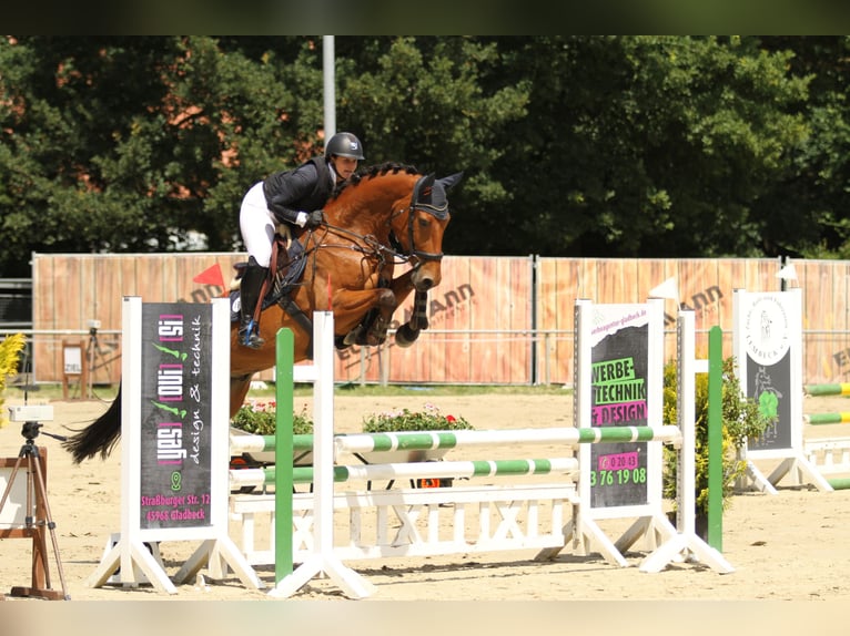 Oldenburger Springpferd Wallach 5 Jahre 168 cm Brauner in Haltern am See