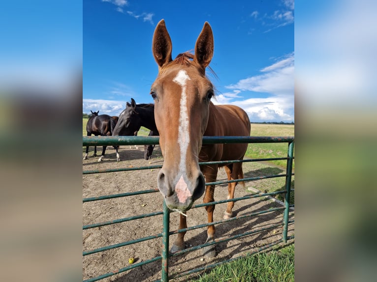 Oldenburger Stute 3 Jahre 165 cm Fuchs in Butjadingen