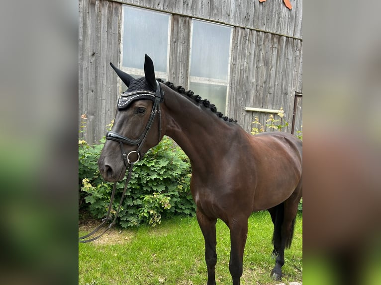 Oldenburger Stute 4 Jahre 171 cm Rappe in Wedemark