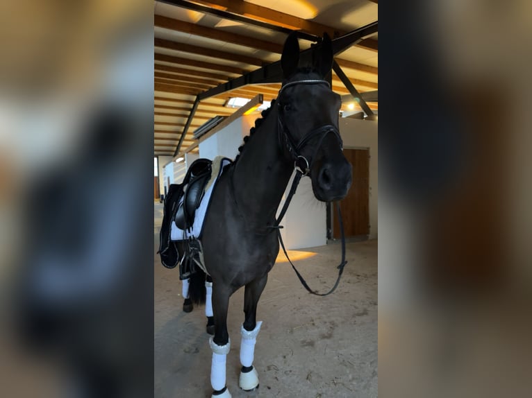 Oldenburger Stute 8 Jahre 167 cm Schwarzbrauner in PetershagenPetershagen