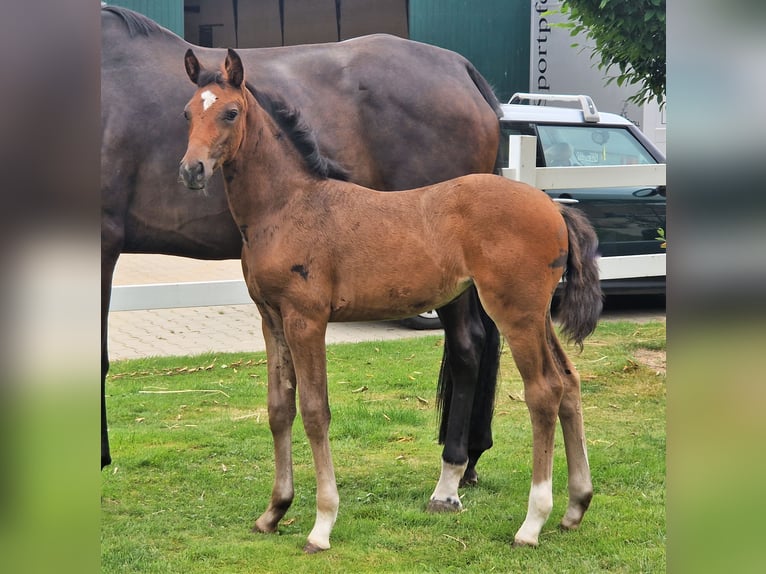 Oldenburger Stute Fohlen (05/2023) 170 cm Dunkelbrauner in Nordhorn